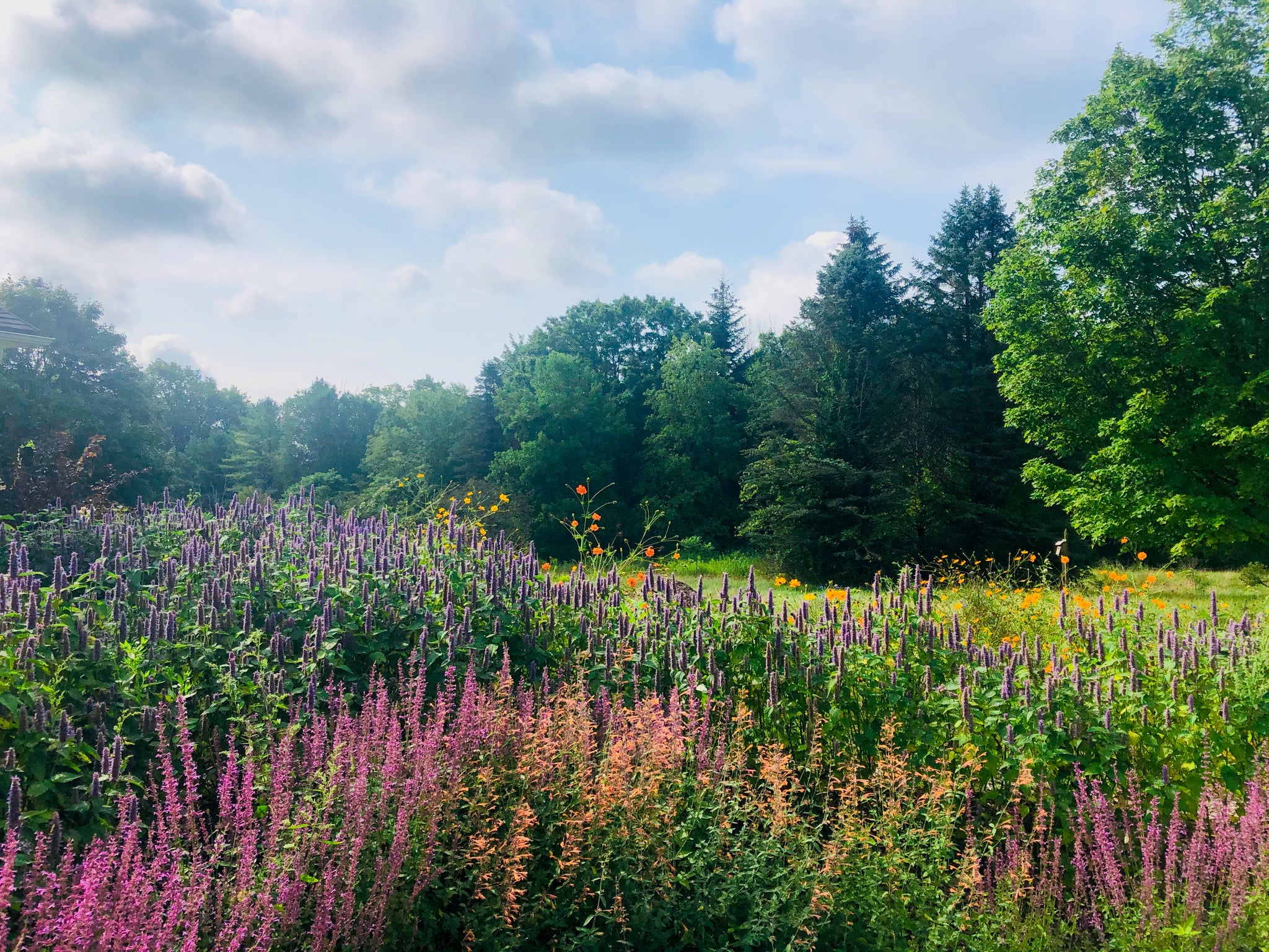 Herb Walks & Nature Retreat | Immaculata Herb Farm